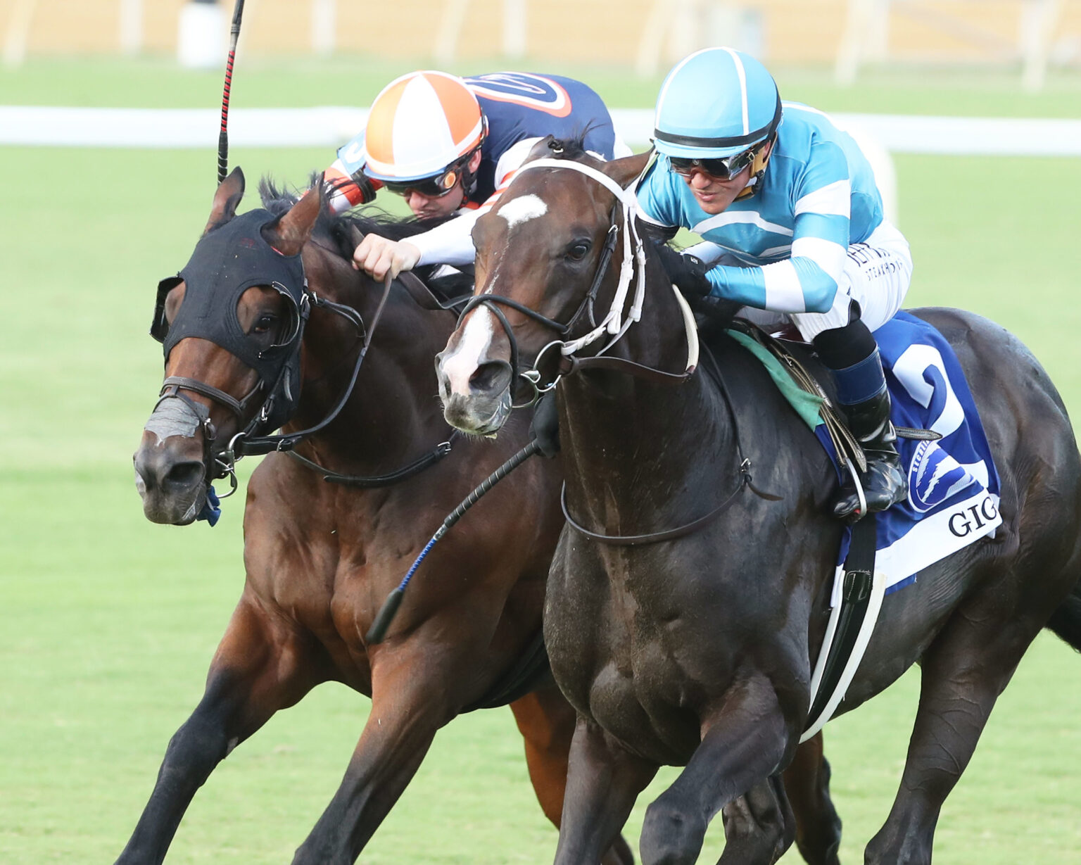 Gigante Named Virginia-Bred Horse of the Year; Awards Ceremony to be ...